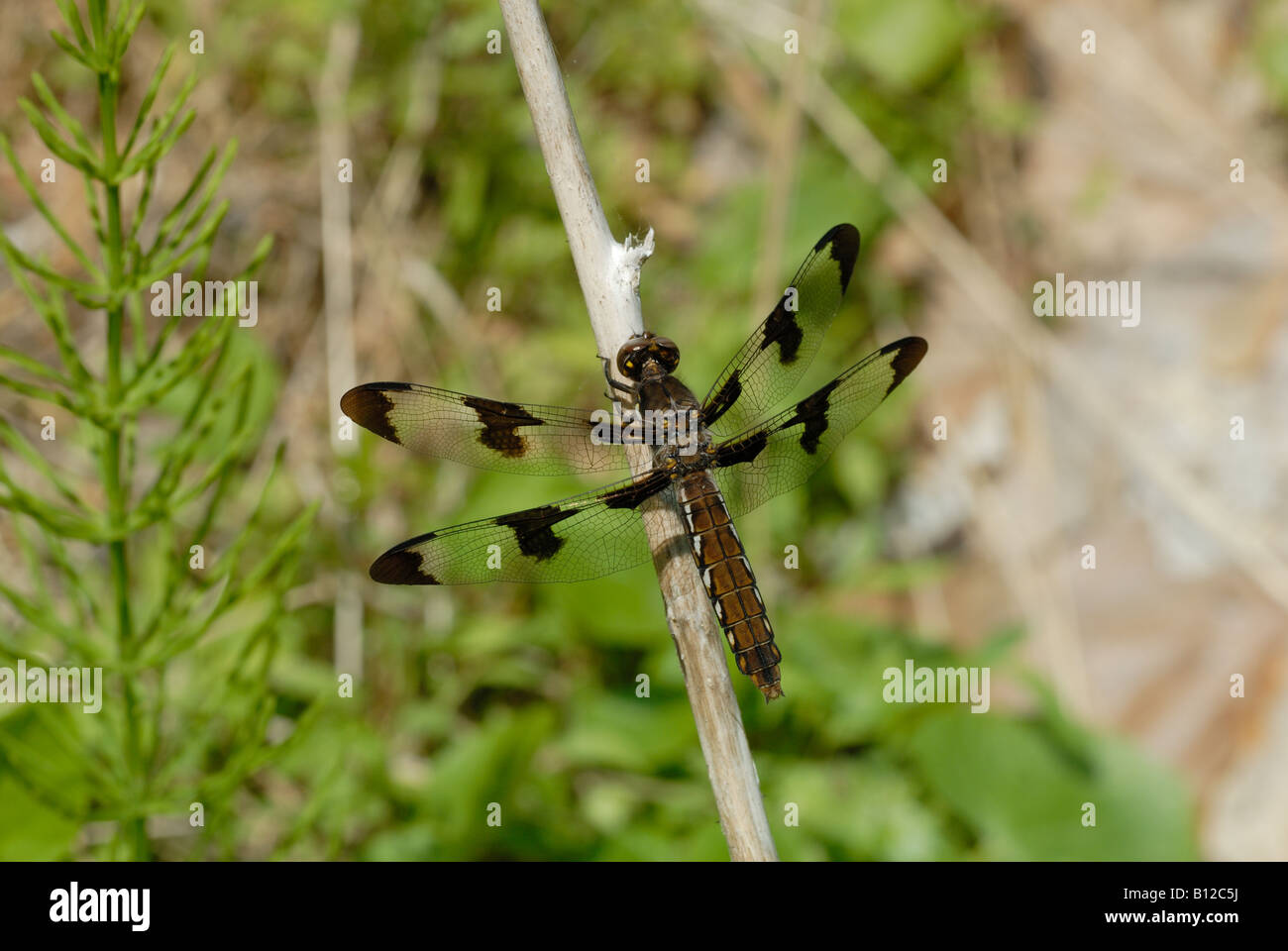 Twelve-spotted Skimmer (Libellula pulchella Stock Photo - Alamy