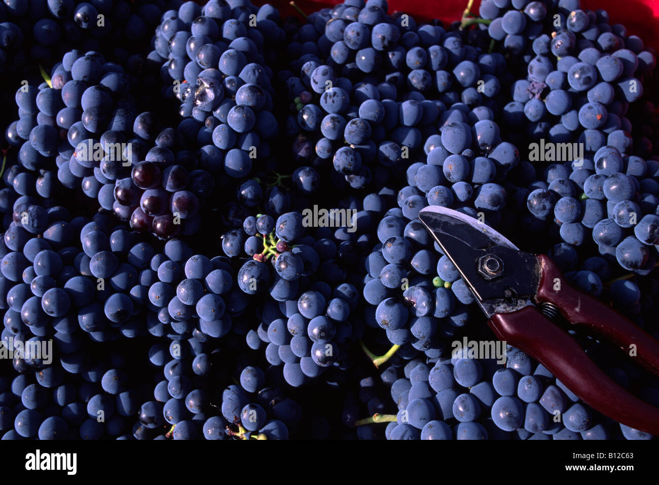 Italy, Basilicata, Roccanova, grape harvest, black grapes and scissors ...