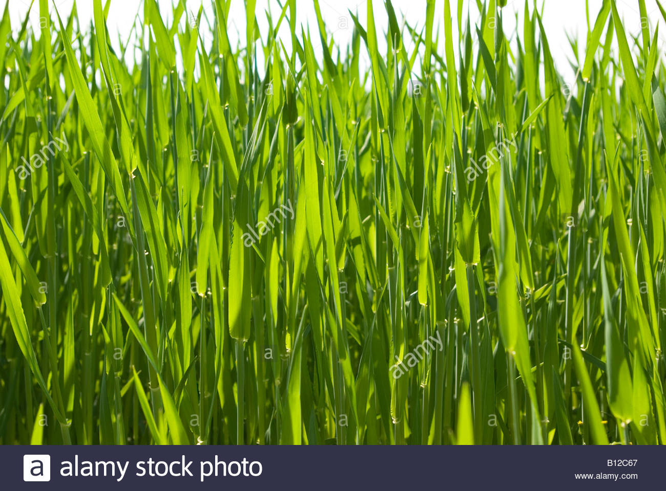 Barley Shoots High Resolution Stock Photography and Images - Alamy