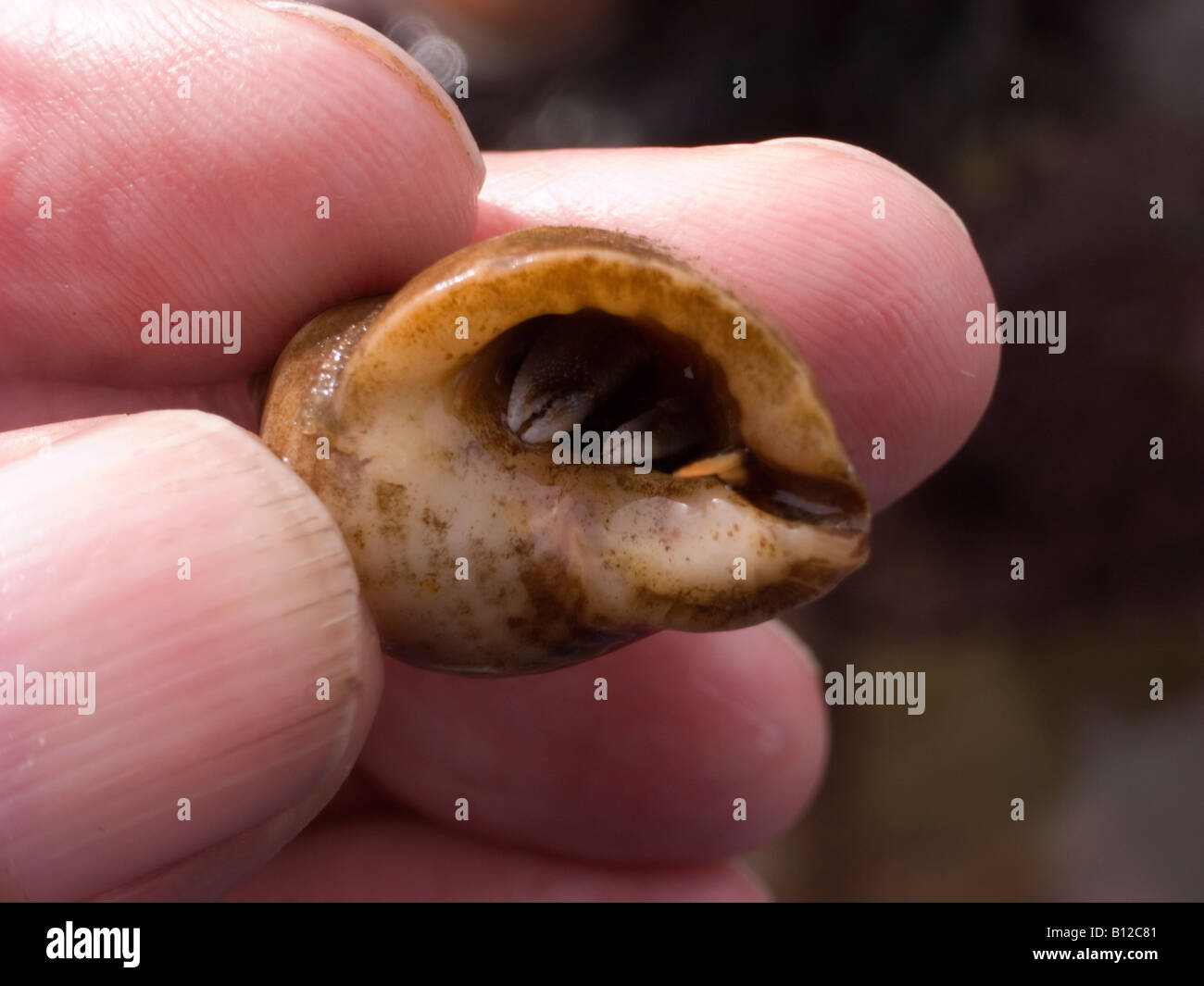 Pagurus bernhardus rock pool hi-res stock photography and images - Alamy