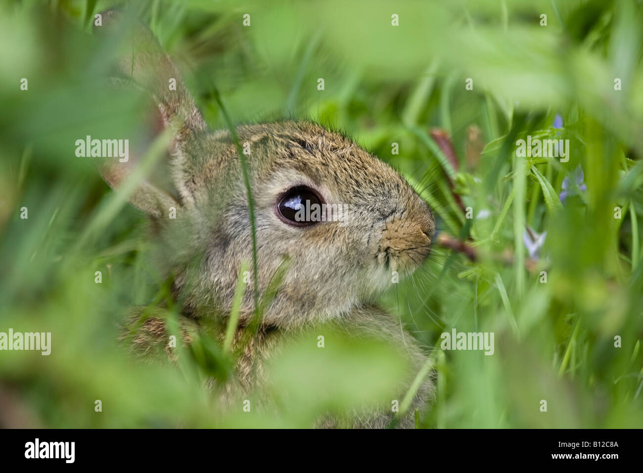 Baby wild rabbit hi-res stock photography and images - Alamy
