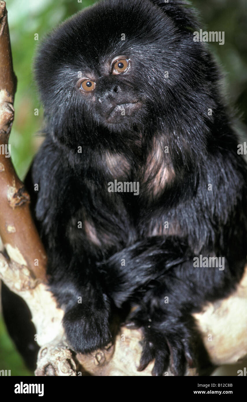 Goeldi s Monkey Callimico goeldi adult America animal animals black ...