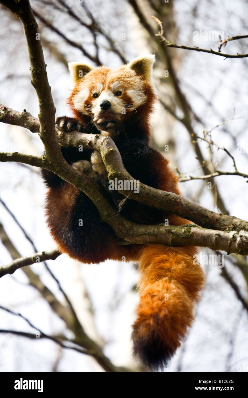 Red Panda on a tree branch Stock Photo - Alamy