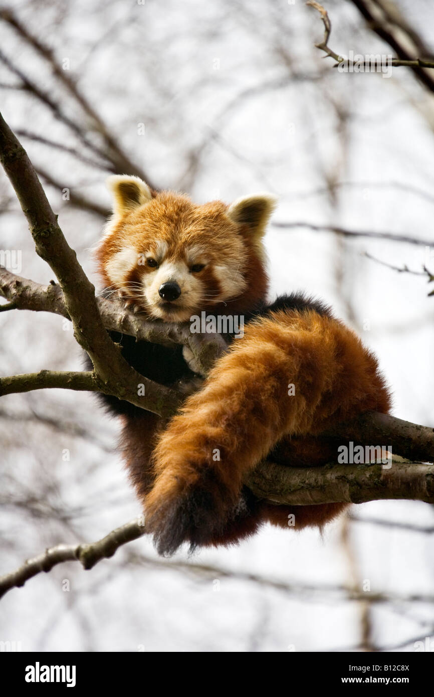 Red Panda on a tree branch Stock Photo - Alamy