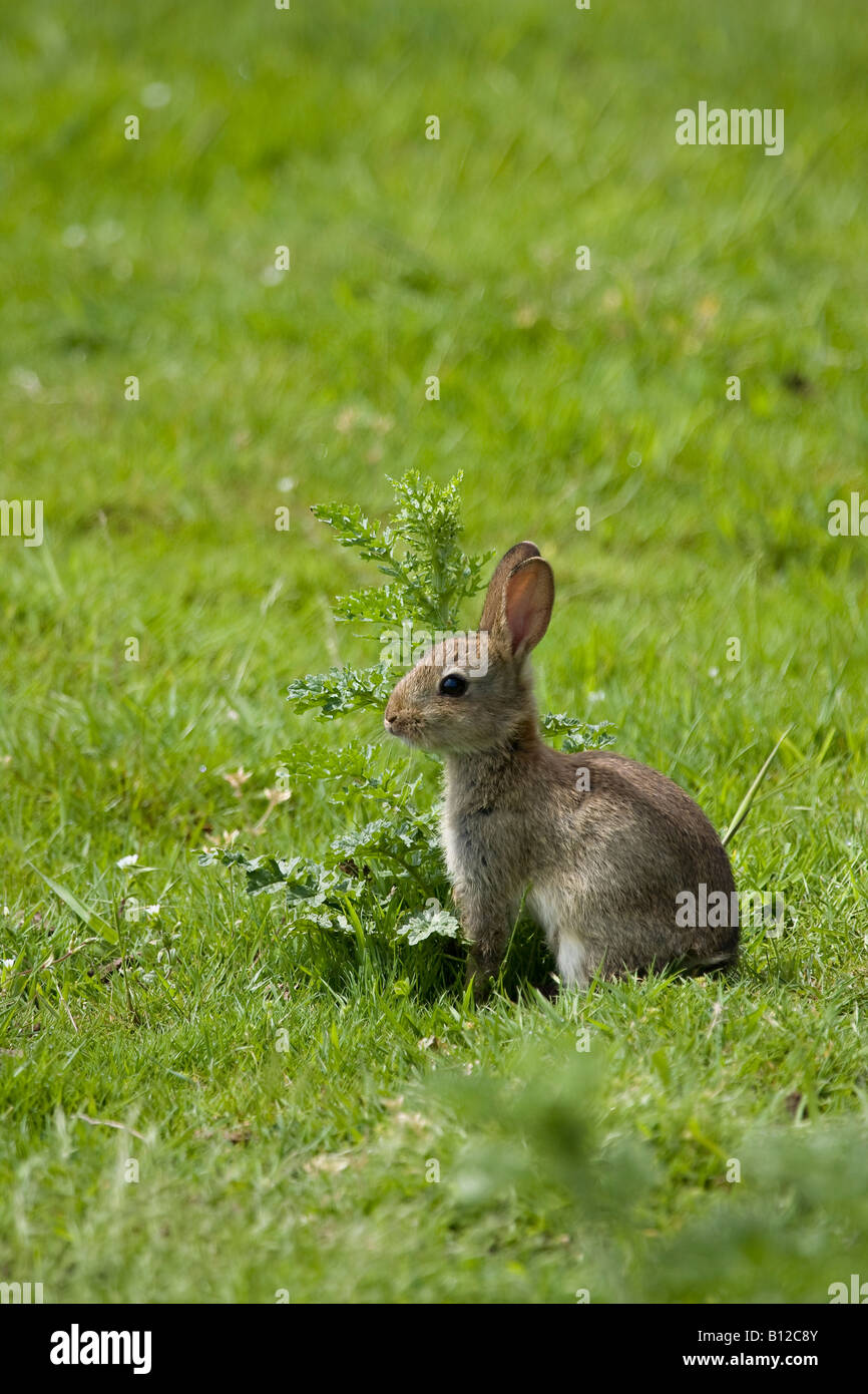 Wild Rabbit Standing