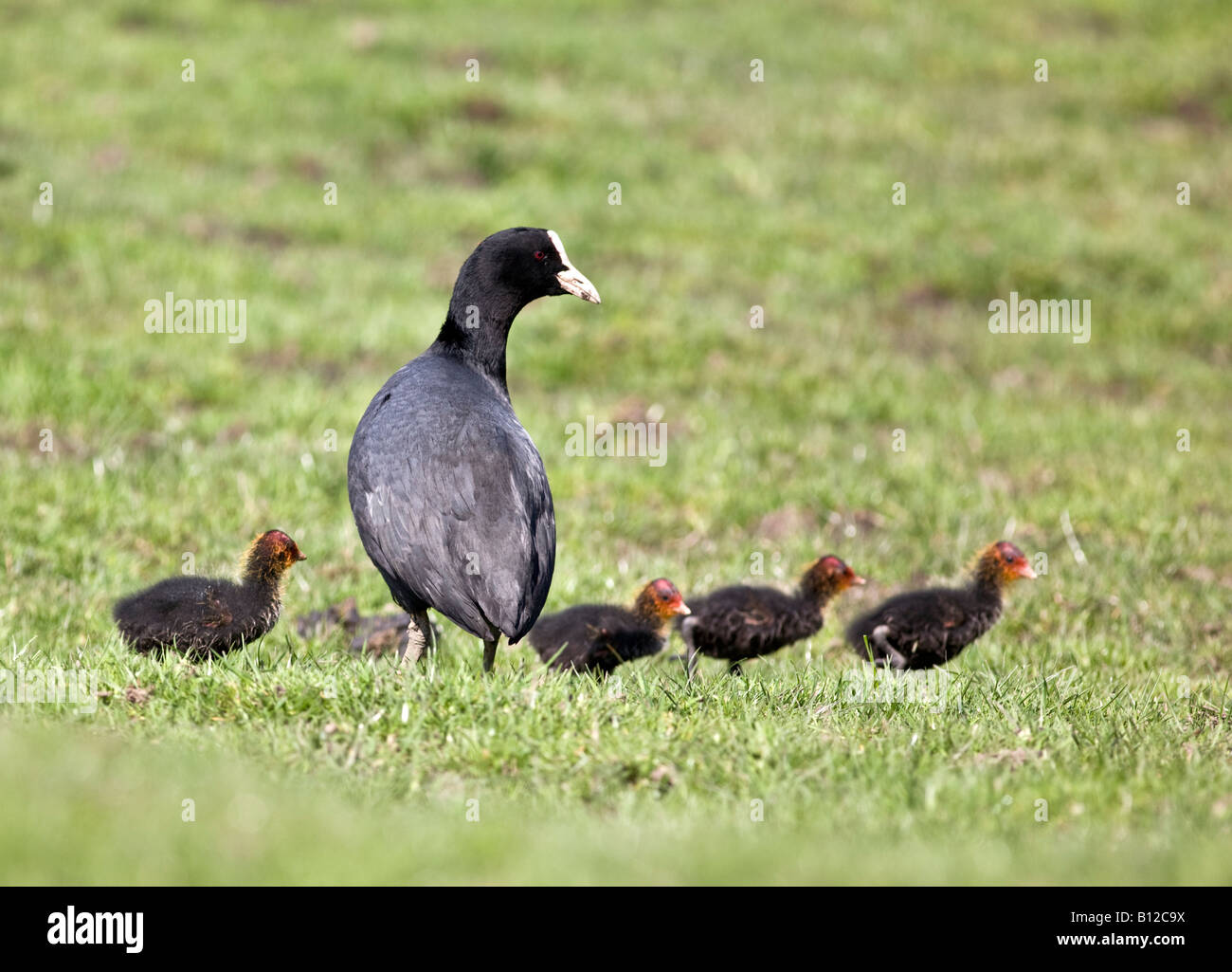 Female Coot and young Chicks Stock Photo - Alamy