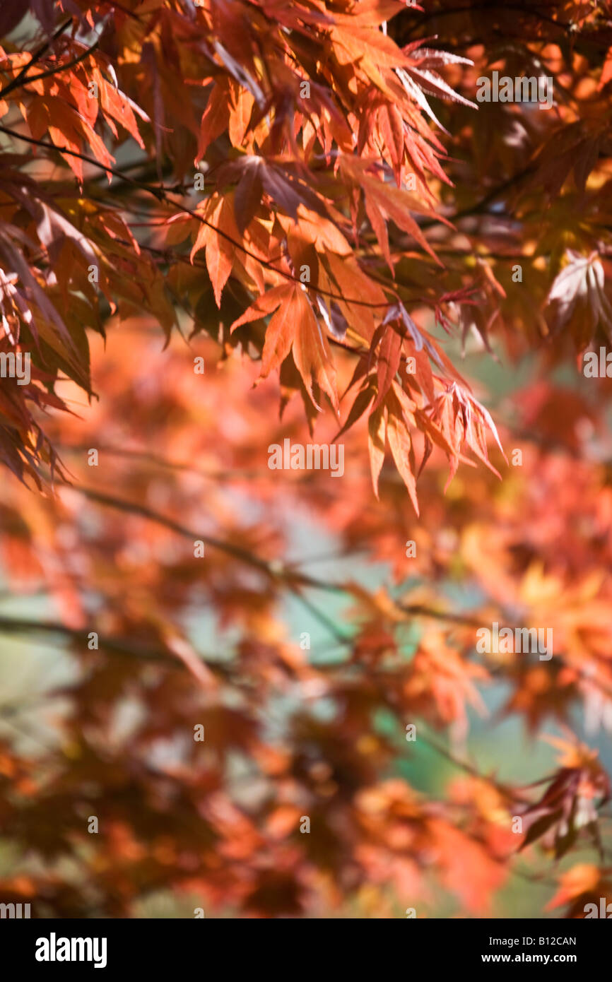 Acer palmatum atropurpureum Japanese Maple Stock Photo - Alamy