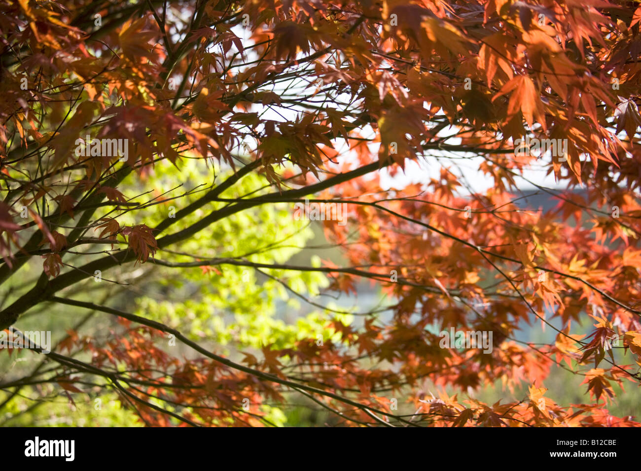 Acer palmatum atropurpureum Japanese Maple Stock Photo - Alamy