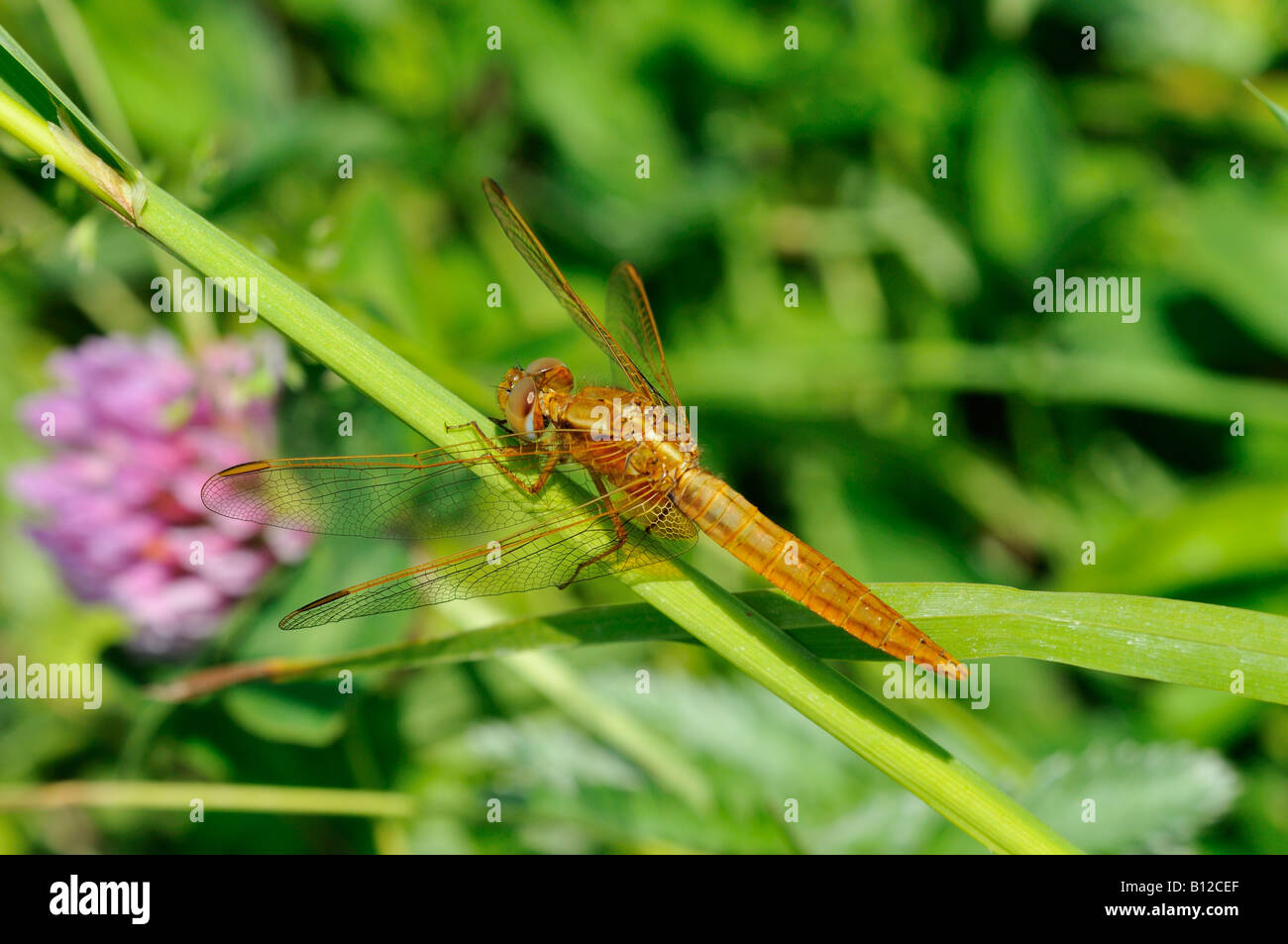 Scarlet Dragonfly (Crocothemis erythraea Stock Photo - Alamy