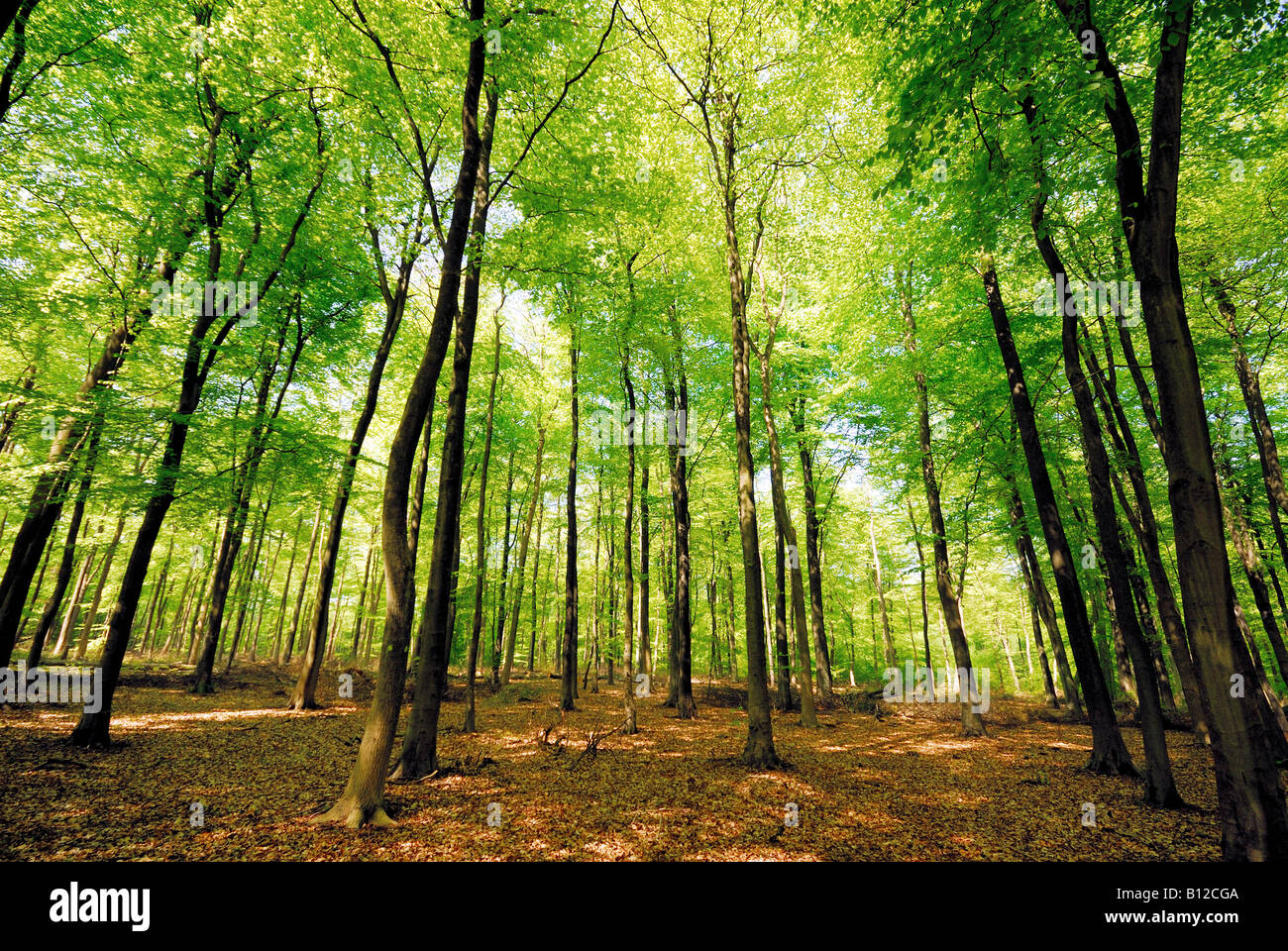 Spring woodland on the North Downs, Surrey Hills England UK Stock Photo ...