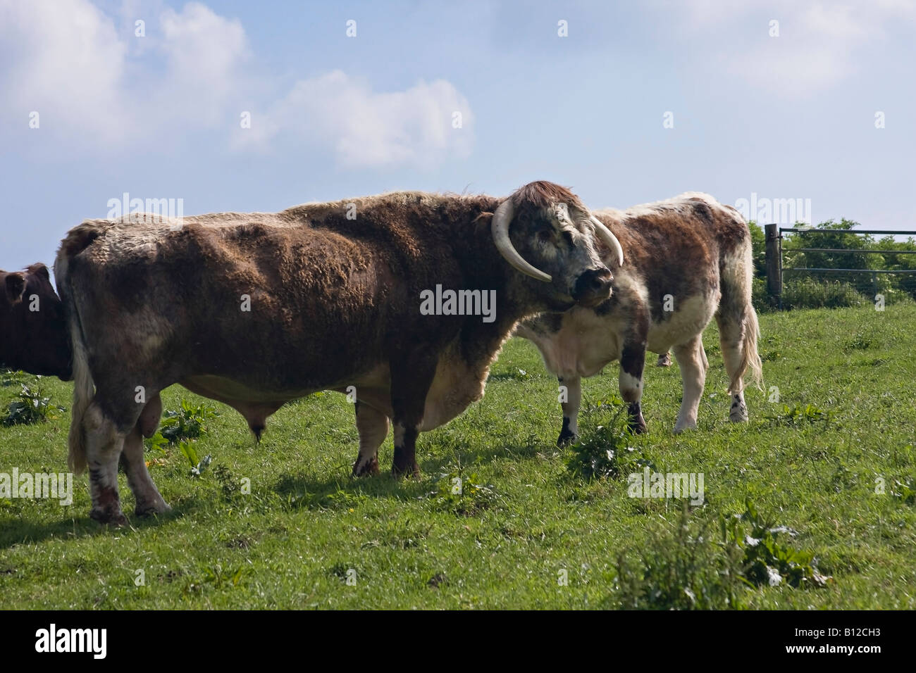 Sussex cattle hi-res stock photography and images - Alamy