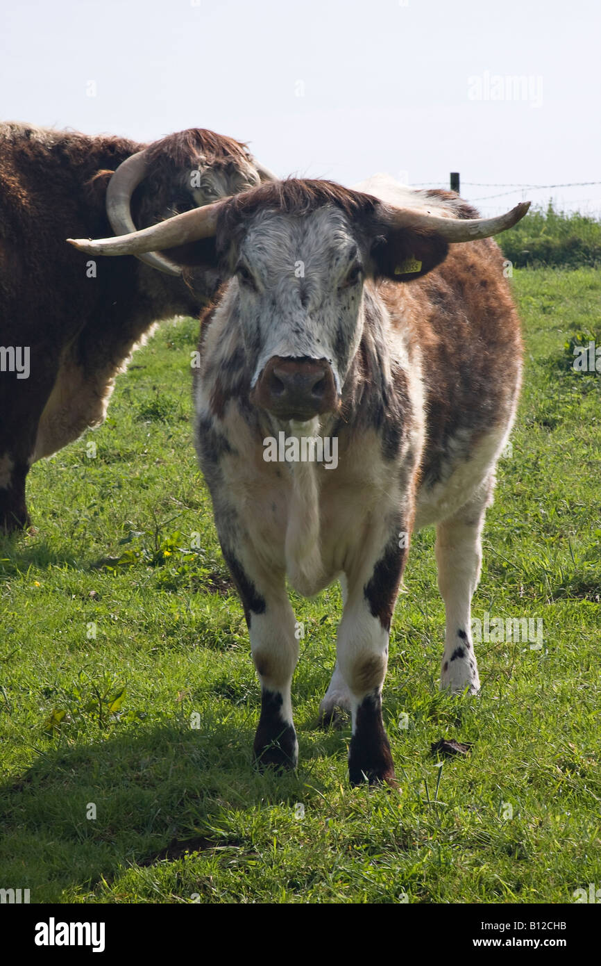 English longhorn cattle uk hi-res stock photography and images - Alamy