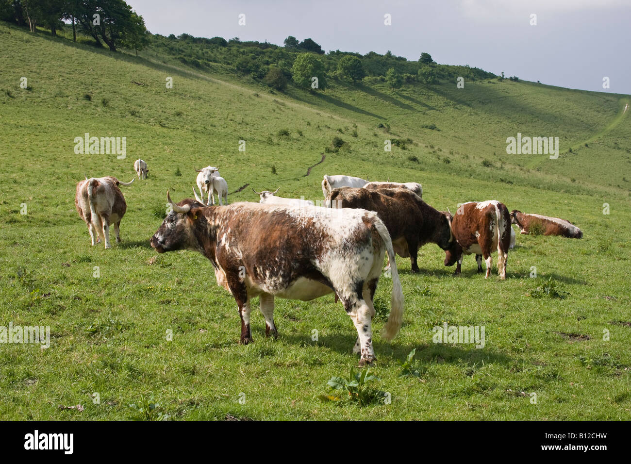 British Cattle Breed High Resolution Stock Photography and Images - Alamy