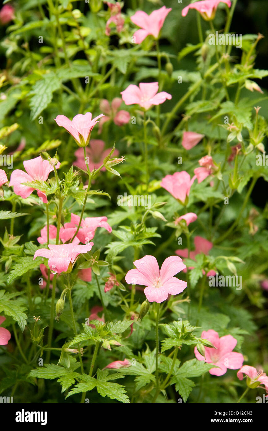 Geranium endressii hi-res stock photography and images - Alamy