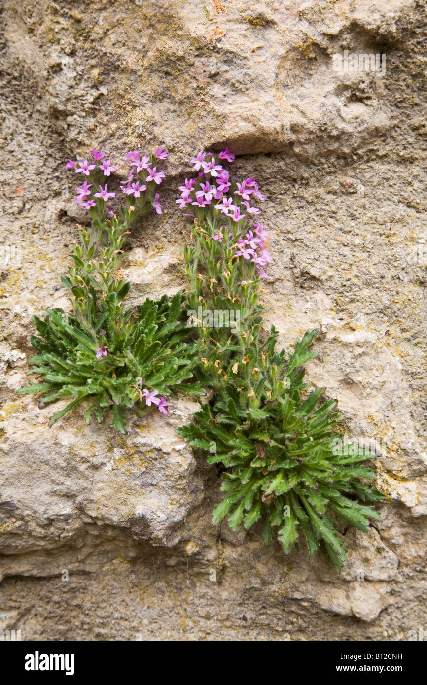 Flowering rock plant, pink flowers on a castle wall in the South of ...