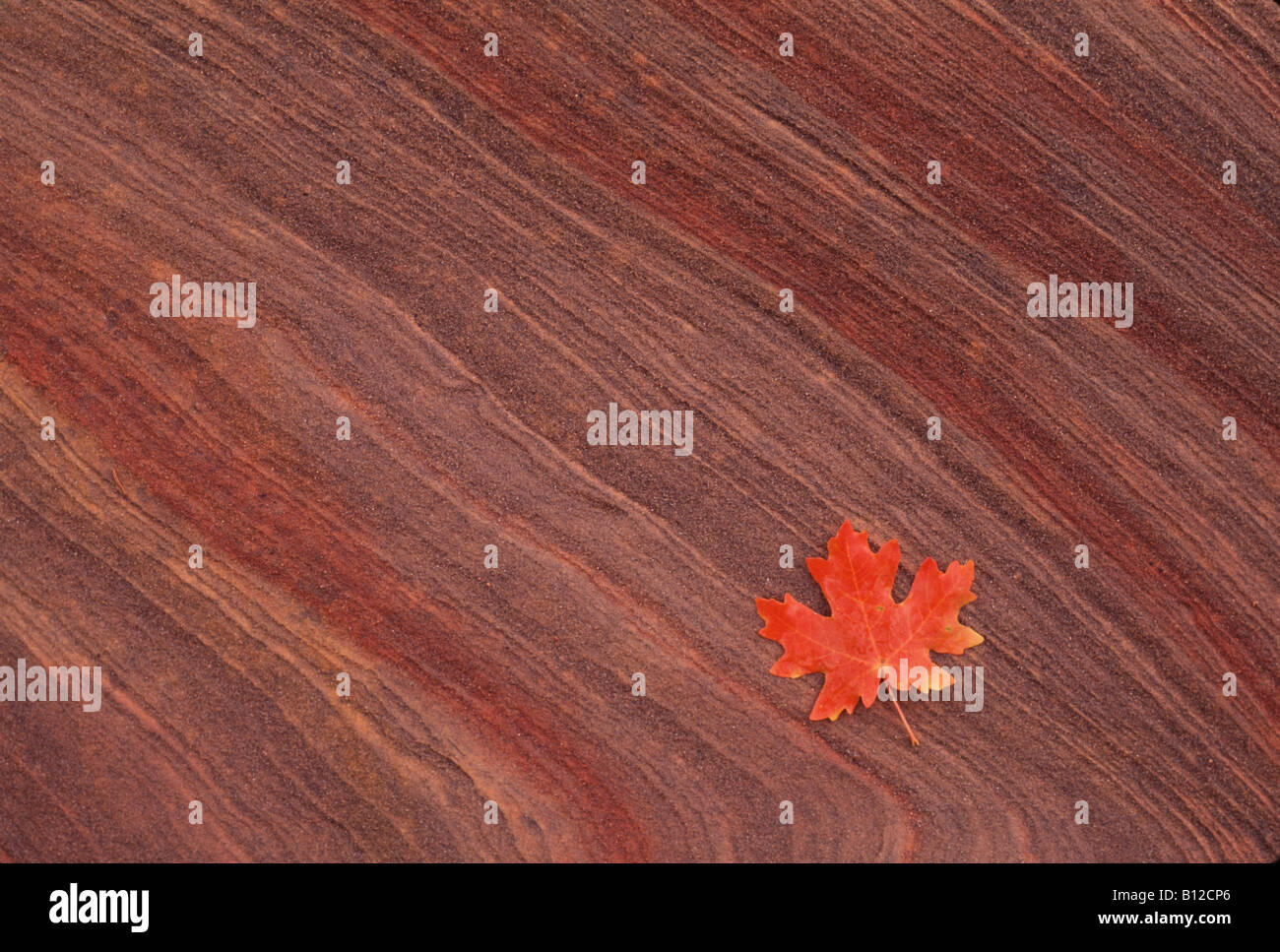 Maple leaf on sandstone (horizontal), Zion National Park, Utah Stock ...