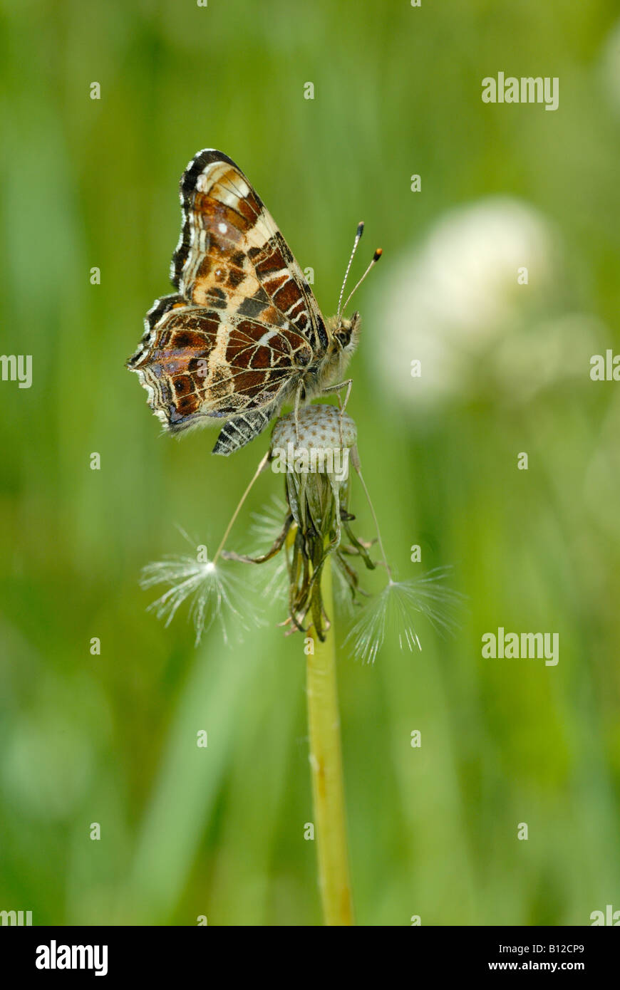 Map Butterfly (Araschnia levana Stock Photo - Alamy