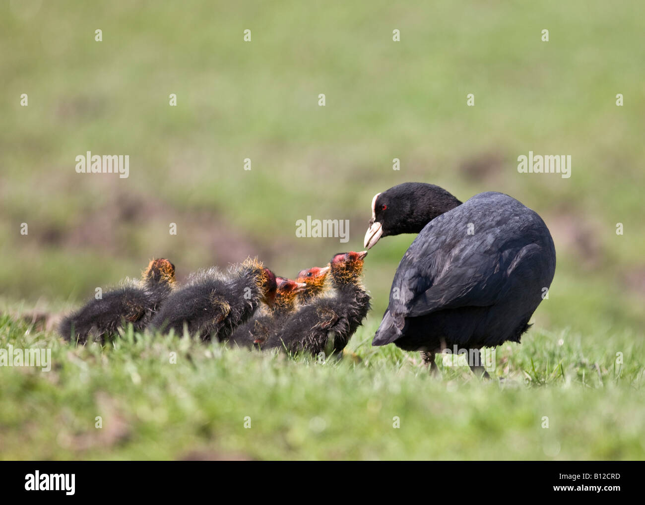 Female coot young chicks hi-res stock photography and images - Alamy