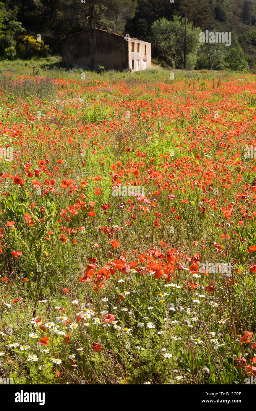 French field of Poppies with old barn in the distance near Carcassonne ...