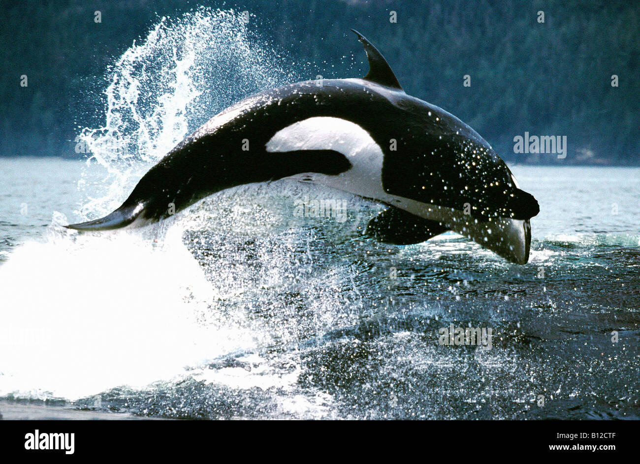 Distribution of killer hi-res stock photography and images - Alamy