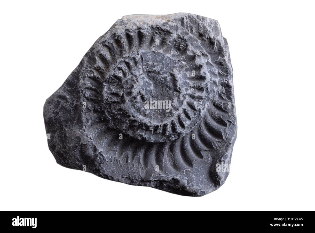 Limestone ammonites Cut Out Stock Images & Pictures - Alamy