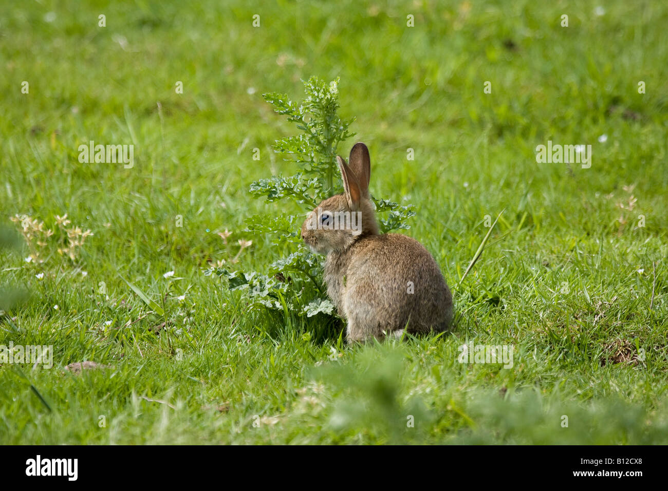 Cute young Wild rabbit (Oryctolagus cunniculus) sitting down but alert ...