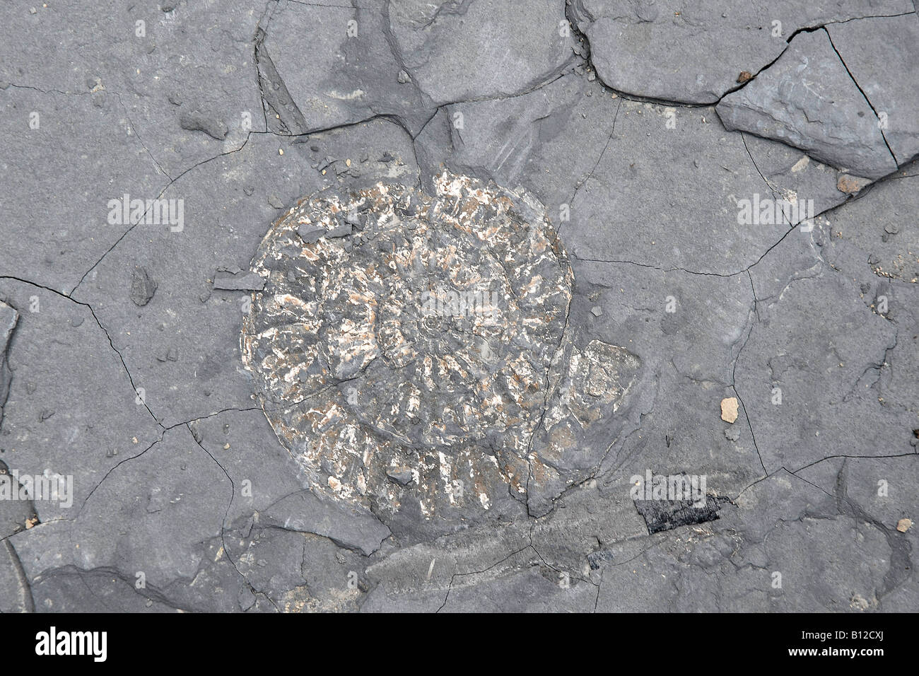 Ammonite in limestone, Kilve Beach, Somerset, England, UK Stock Photo ...