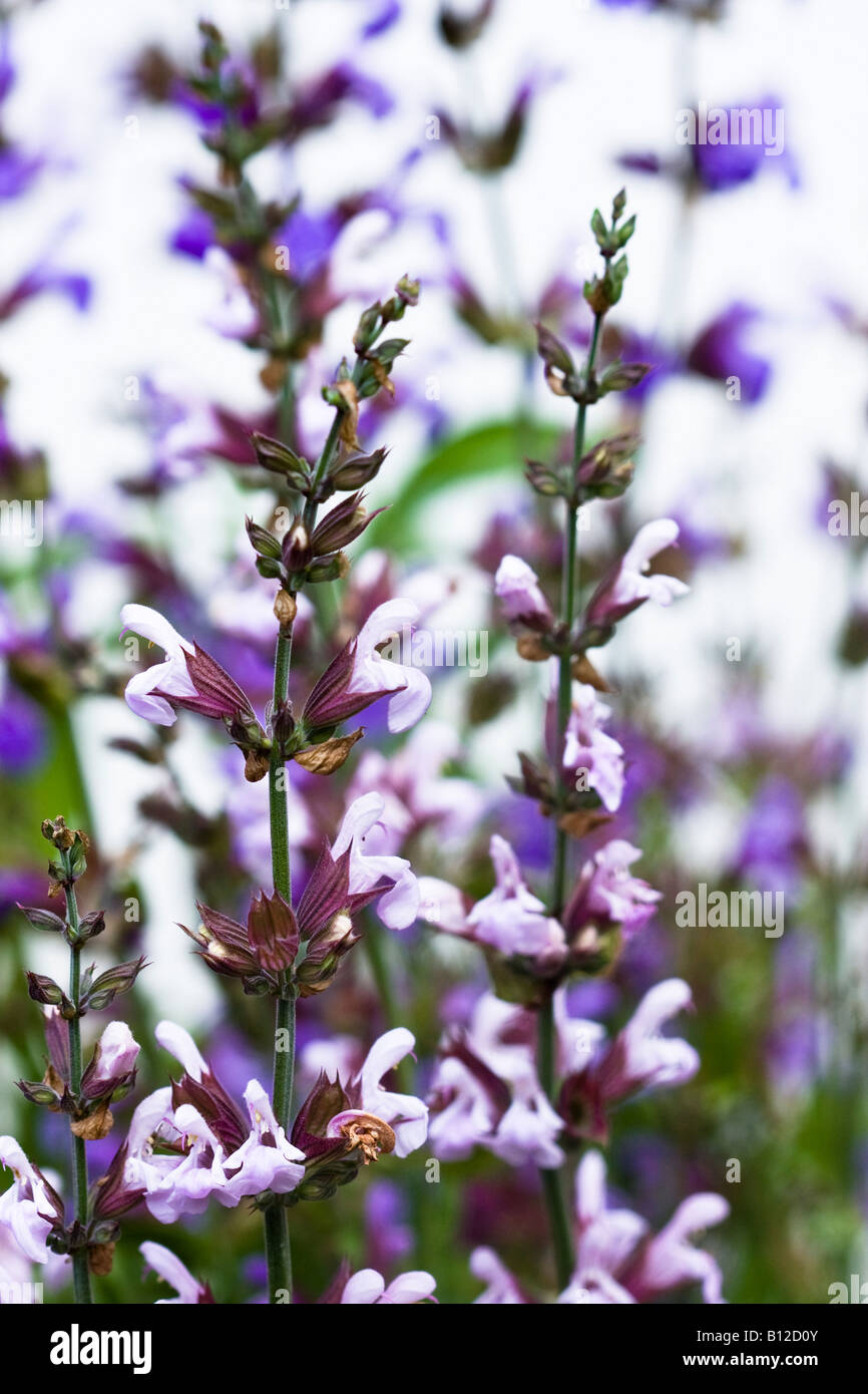 Flowering Common Sage Plants (salvia officinalis) Against a White ...