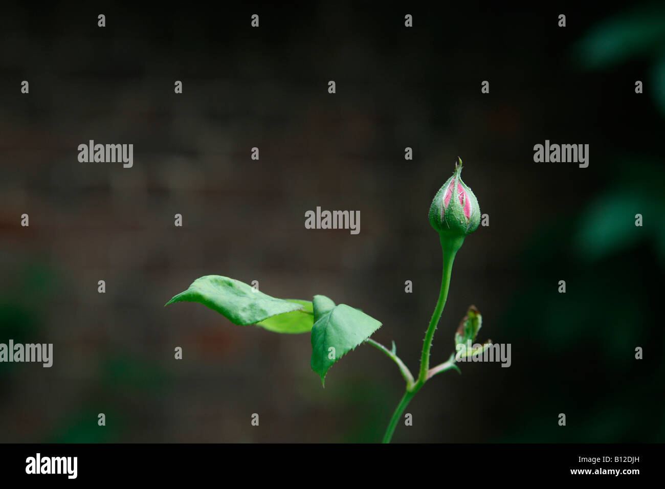 A rose-bud in May Stock Photo - Alamy