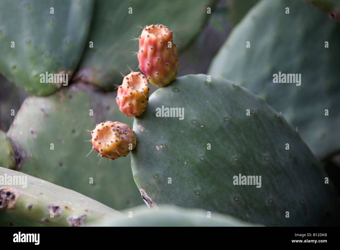Velvet tree Pear, Opuntia tomentosa Cactus plant. Cacti. green leaves ...