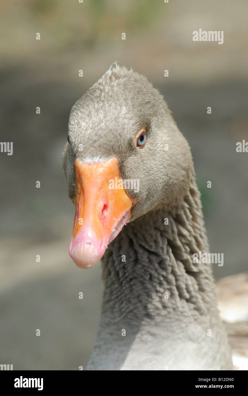 A close up of the wild goose Stock Photo - Alamy