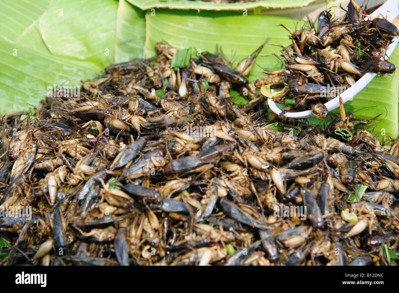 PLate of fried bugs Stock Photo - Alamy