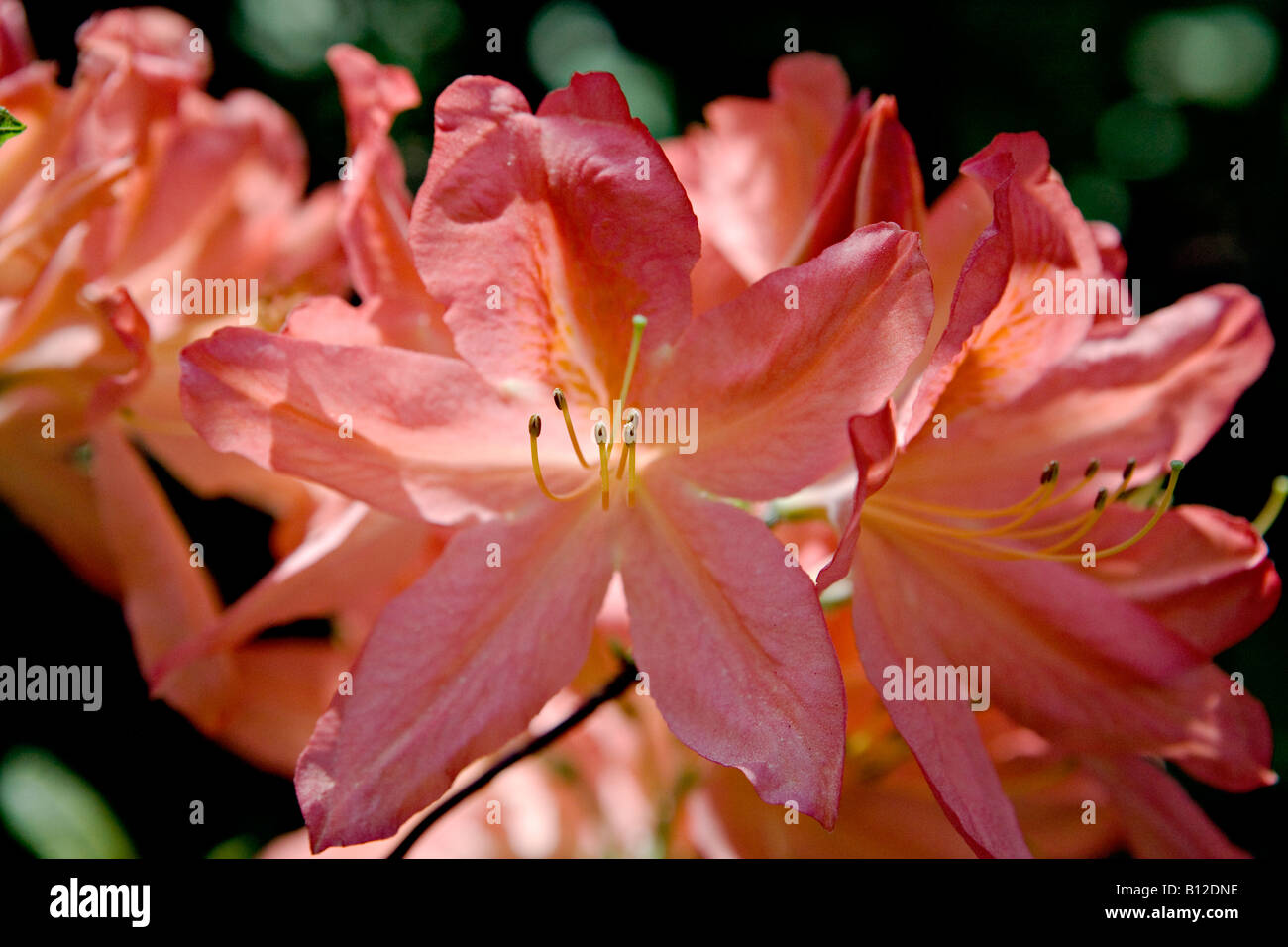 Flowering Rhododendron in Babite Rhododendron Park Latvia Europe Stock ...