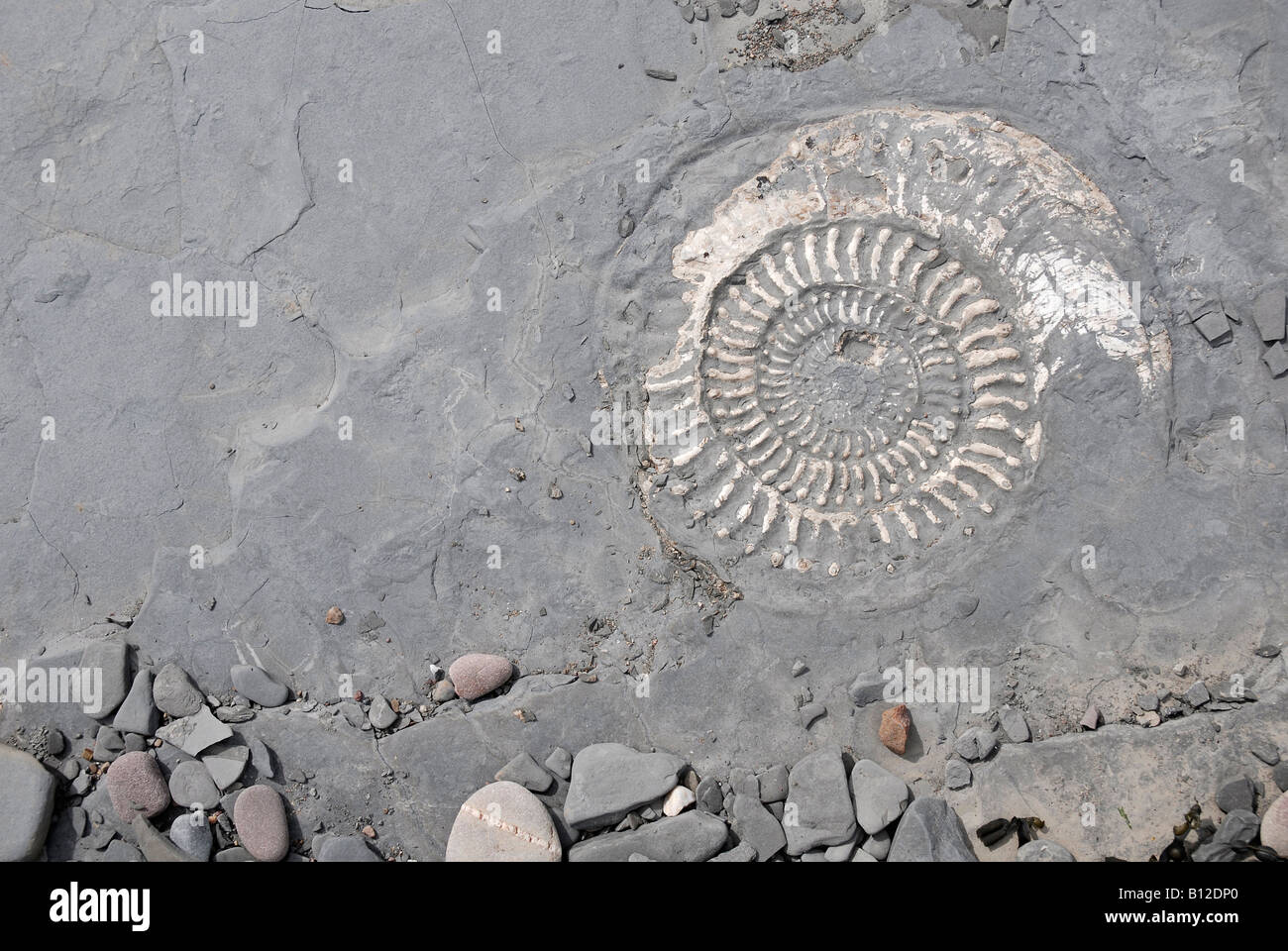 Ammonite in limestone, Kilve Beach, Somerset, England, UK Stock Photo ...