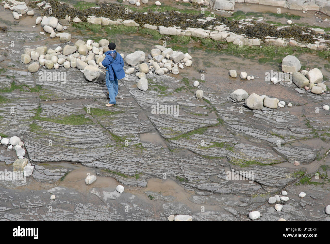 Fossils kilve somerset hi-res stock photography and images - Alamy