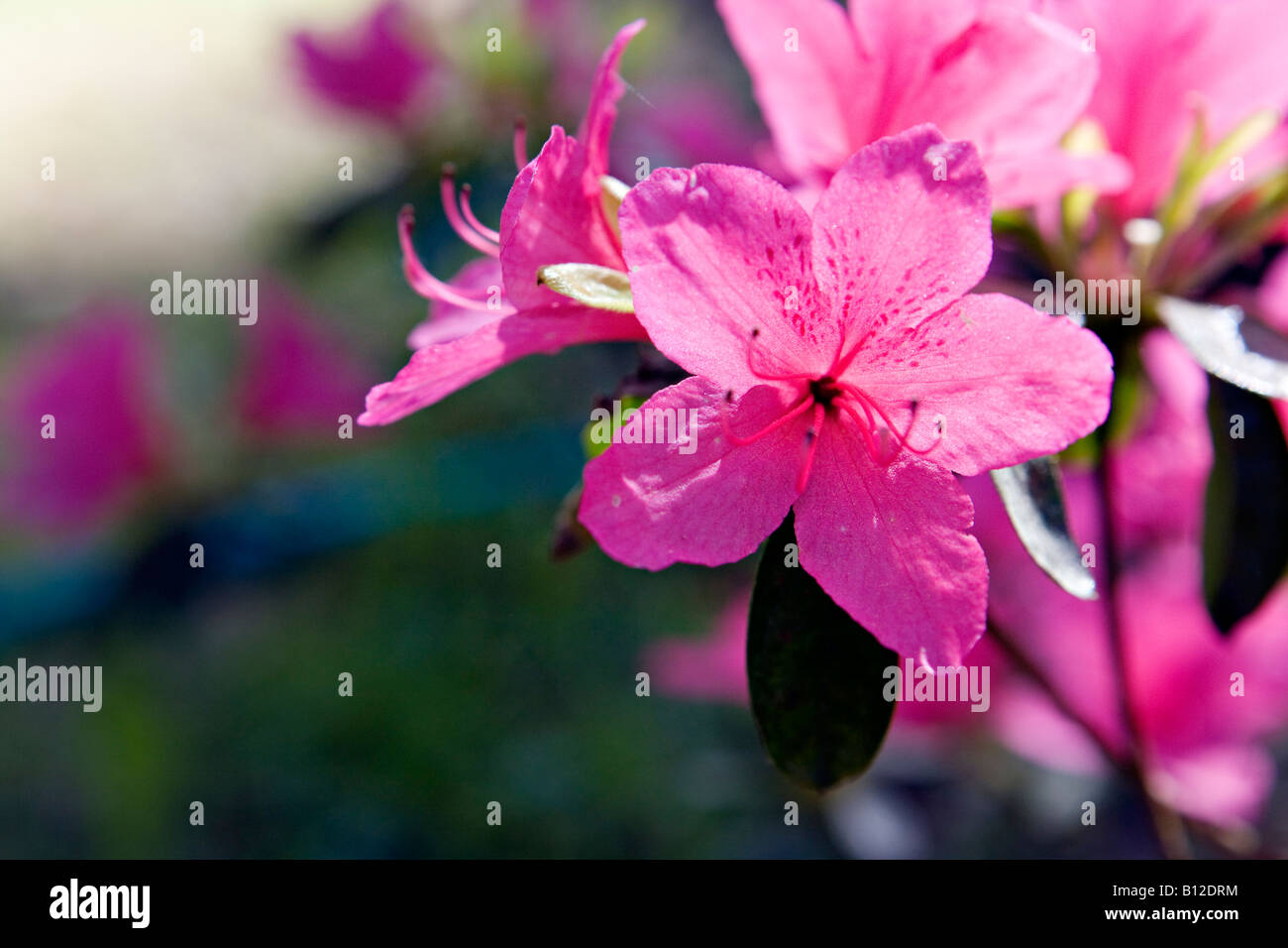 Flowering Rhododendron in Babite Rhododendron Park Latvia Europe Stock ...