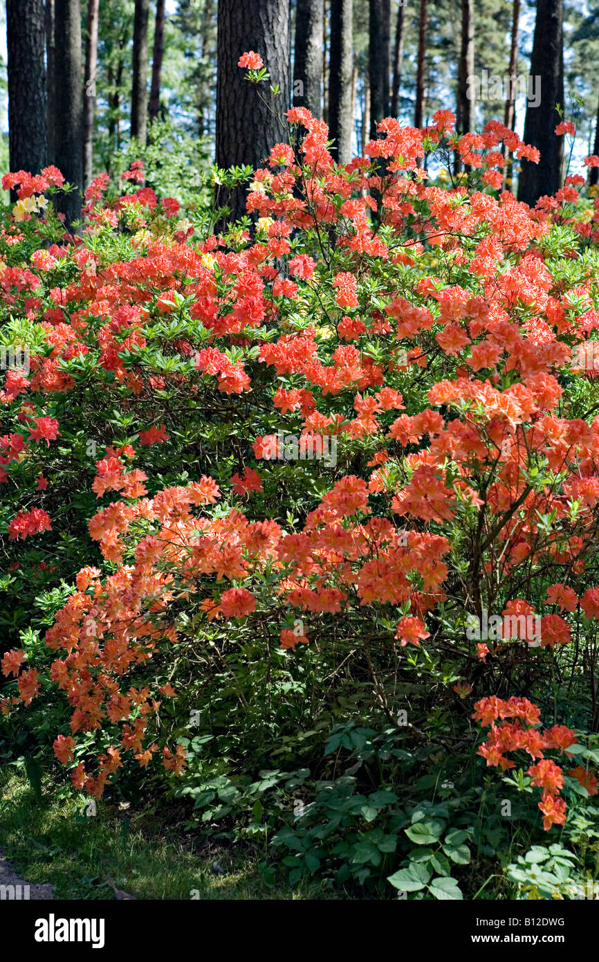 Flowering Rhododendron in Babite Rhododendron Park Latvia Europe Stock ...