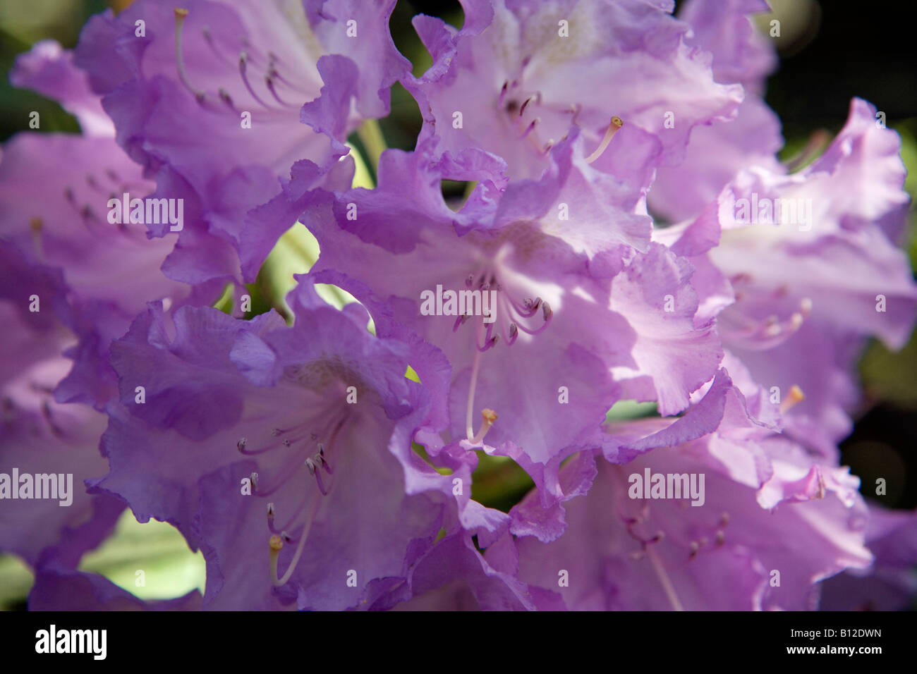 Flowering Rhododendron in Babite Rhododendron Park Latvia Europe Stock ...