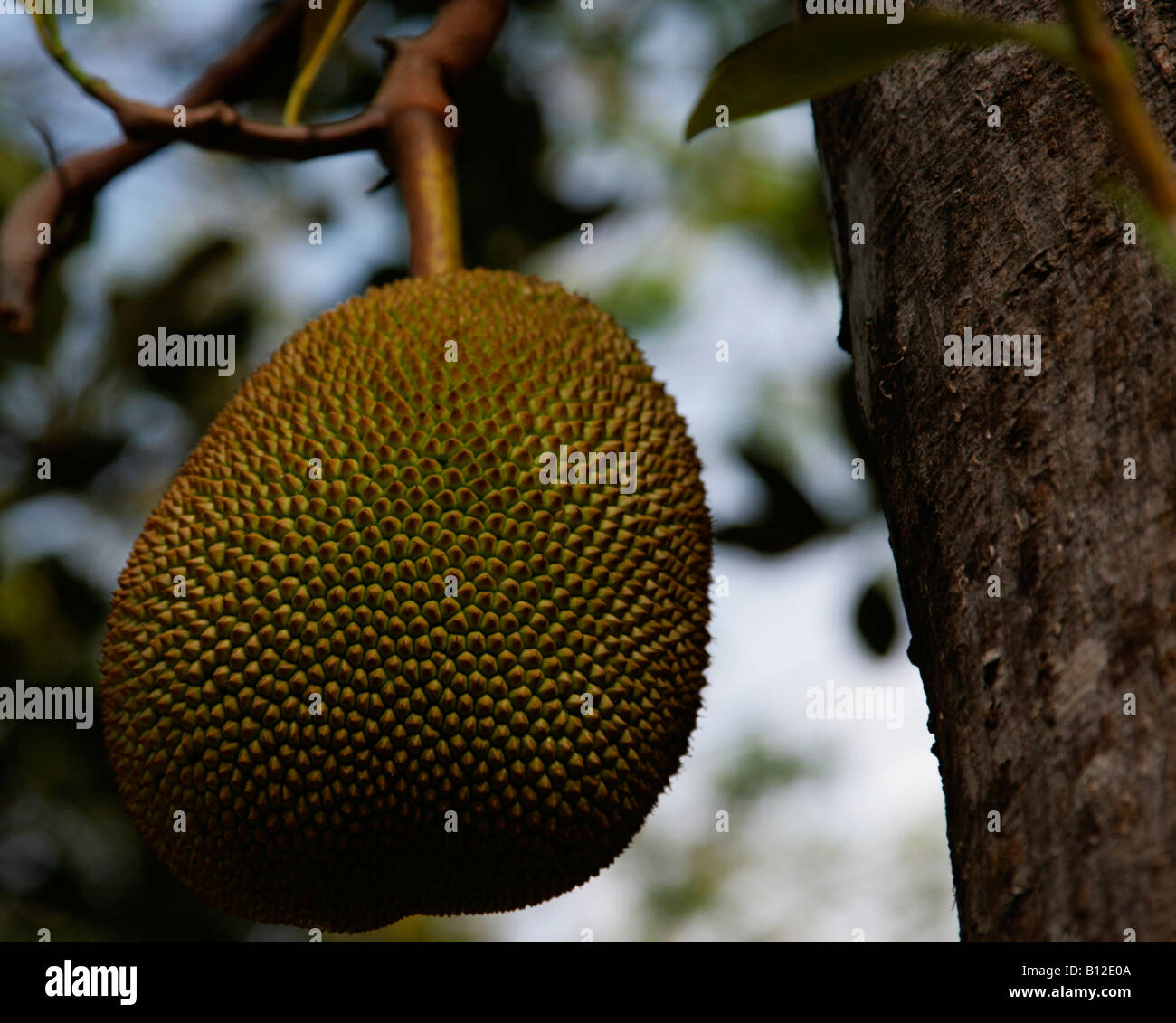 Jackfruit philippines hi-res stock photography and images - Alamy