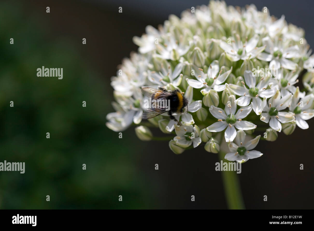 Allium nigrum hi-res stock photography and images - Alamy