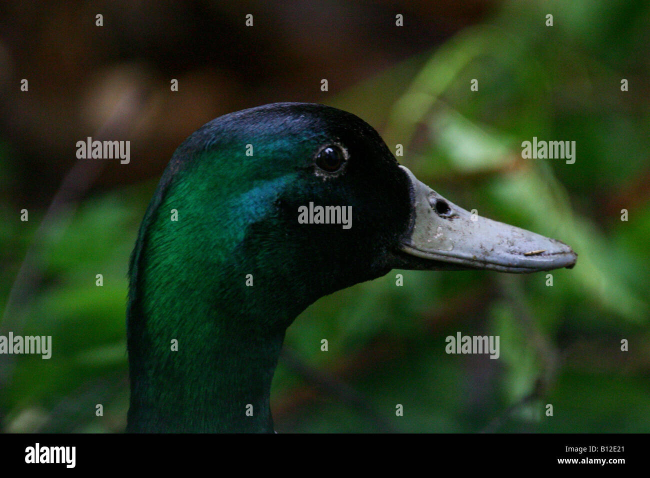 mallard duck male Stock Photo - Alamy