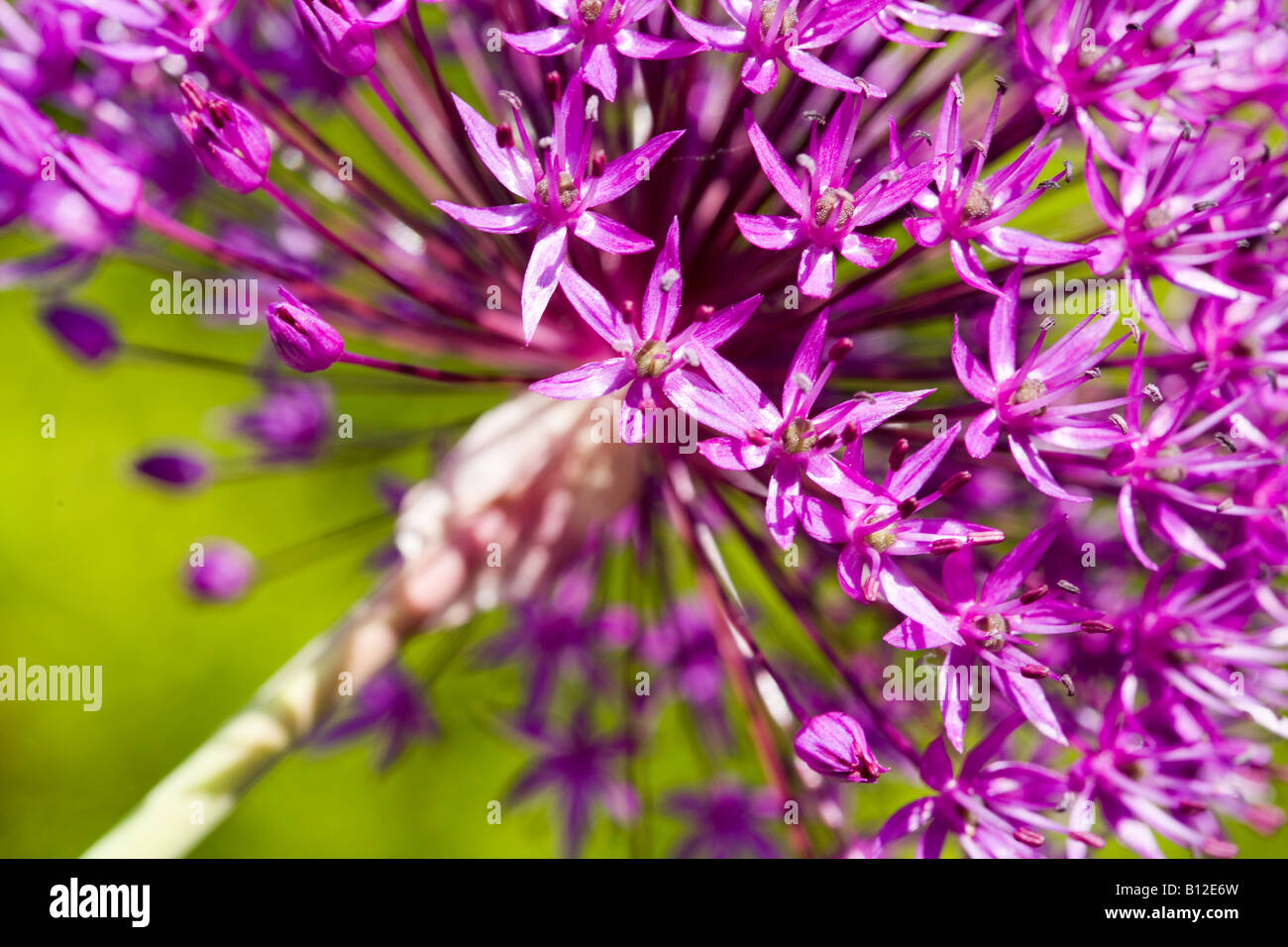 Spikey ball flower hi-res stock photography and images - Alamy