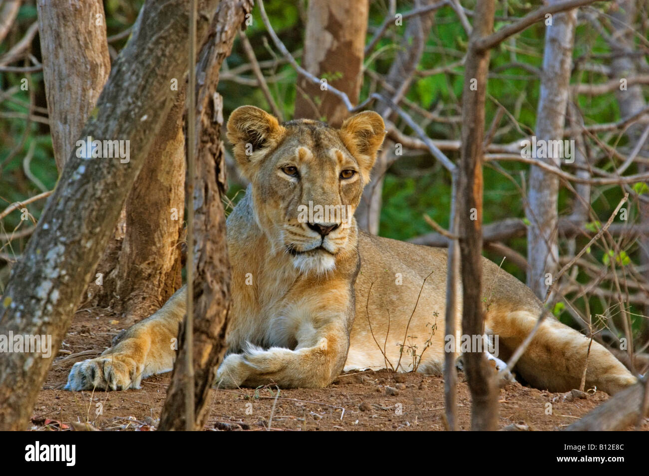 lioness (Panthera leo persica) at Gir national park, gujarat, India ...