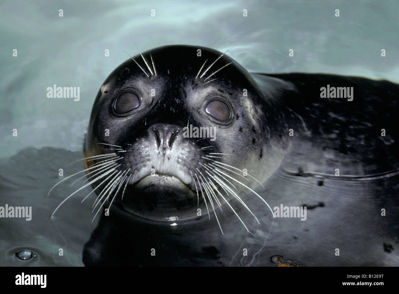Harbour Seal Young Harbour Seal Phoca vitulina Common Seal adult animal ...
