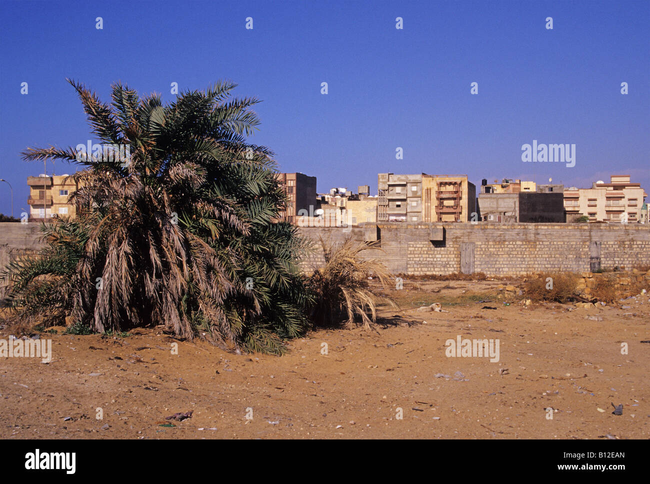 palm tree and cityscape Benghazi Libya Northern Africa Stock Photo - Alamy