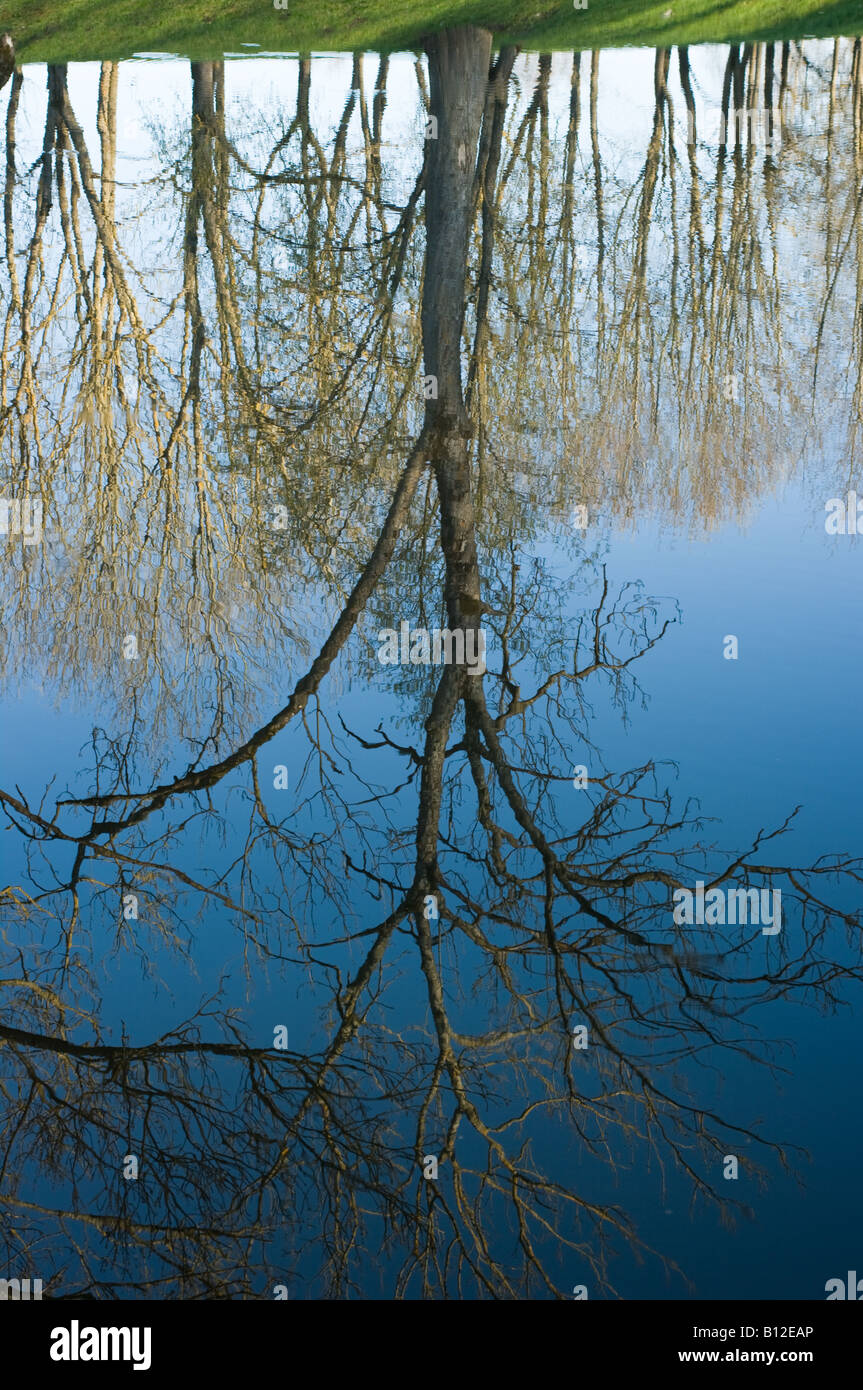 Reflection in the lake Stock Photo - Alamy