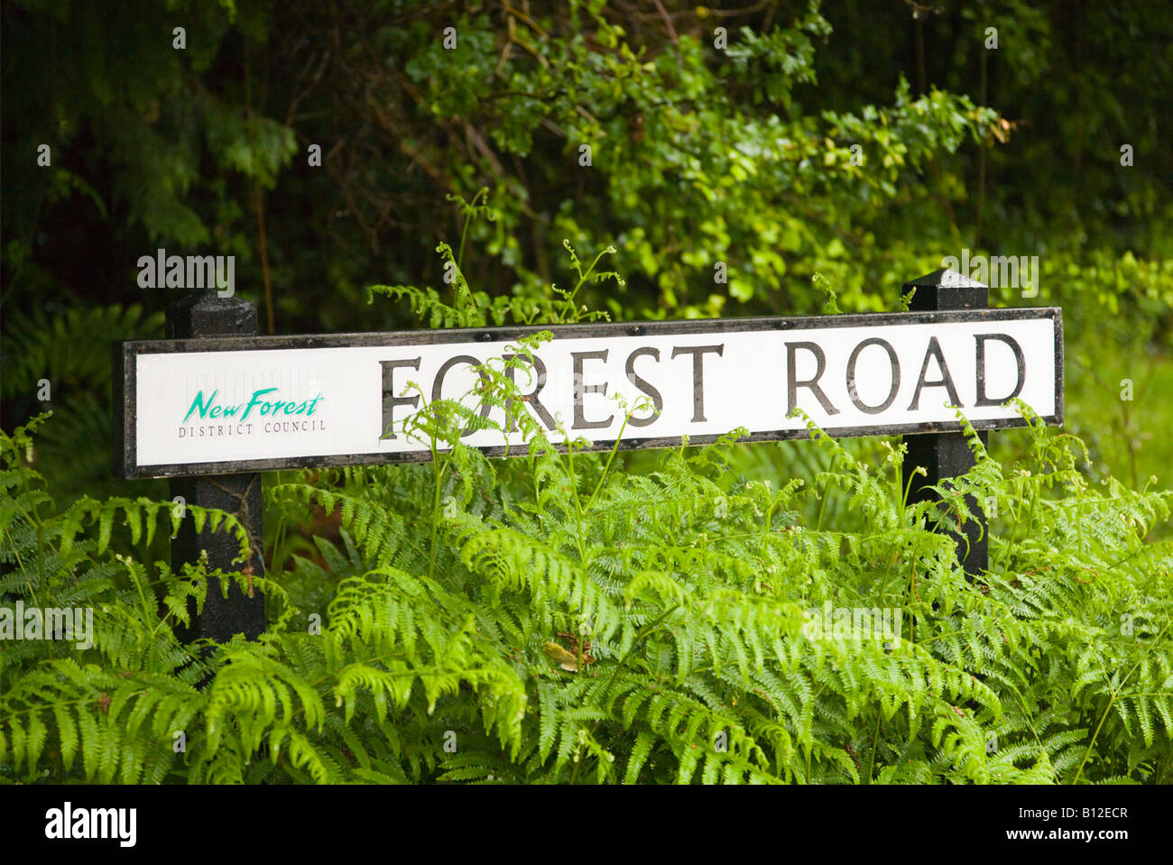 A road sign of Forest Road surrounded by ferns in the New Forest ...