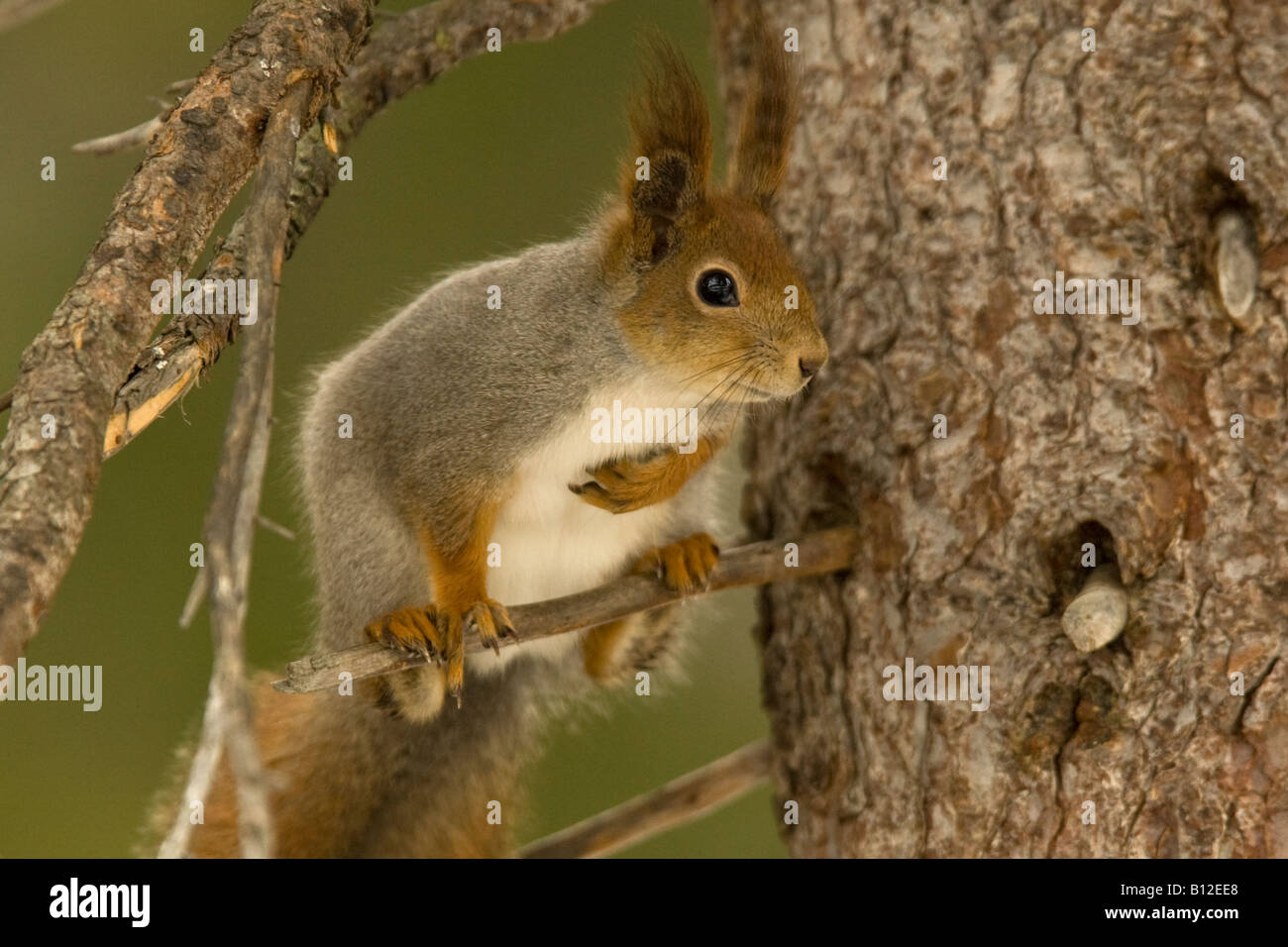 Conifer tuft hi-res stock photography and images - Alamy