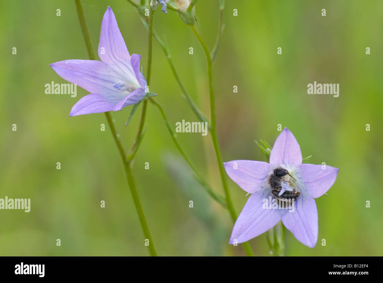 Diversity of bee species hi-res stock photography and images - Alamy