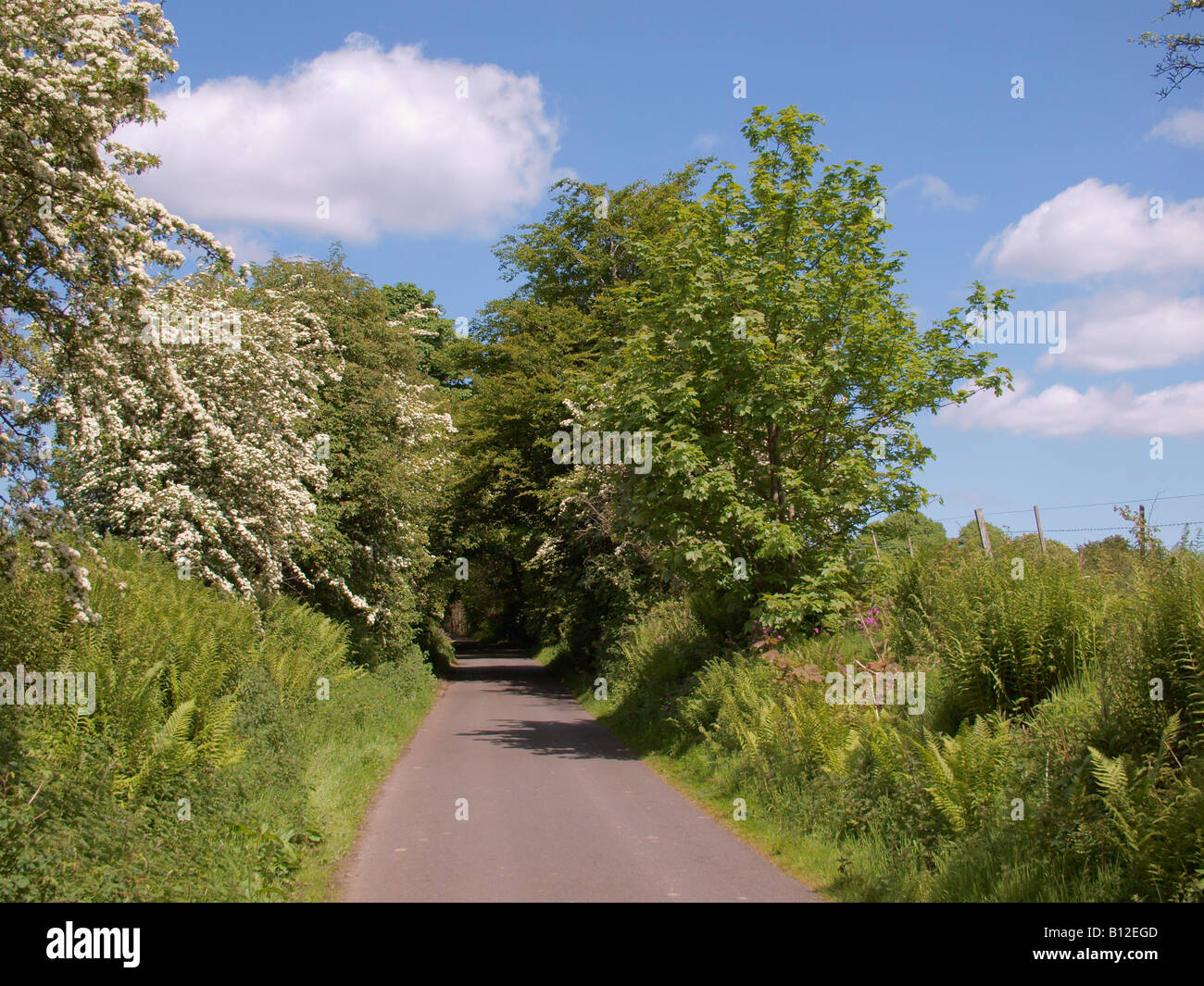 Country lane in Springtime with Hawthorn and hedgerows Stock Photo - Alamy
